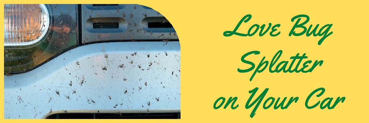 Love Bug Splatter on Your Car - Champion Cleaners